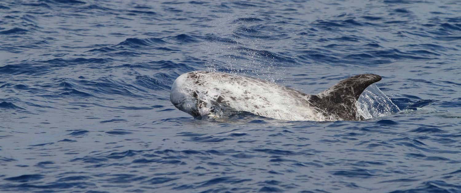 Risso's dolphins - Tethys Research Institute