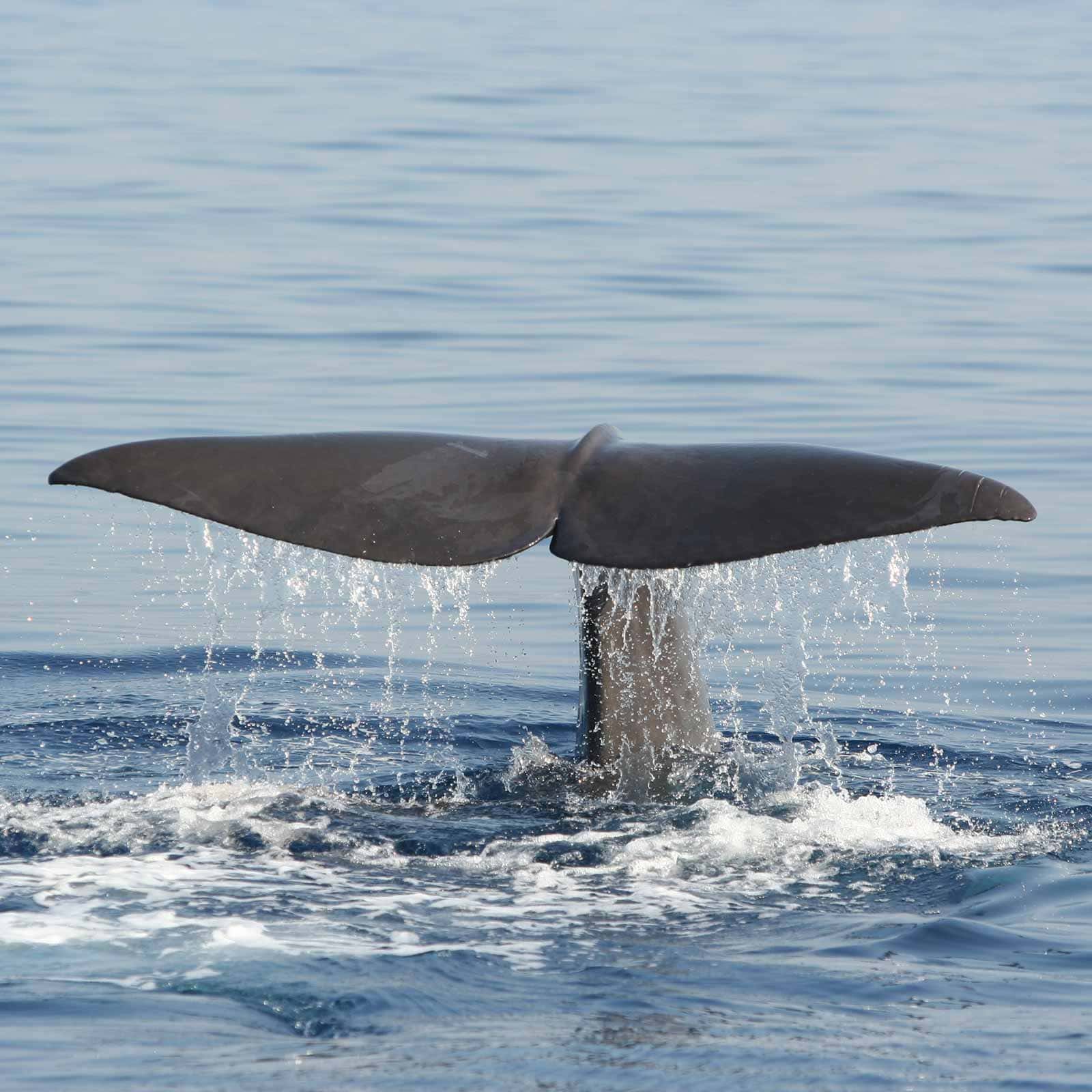 Tethys Research Institute